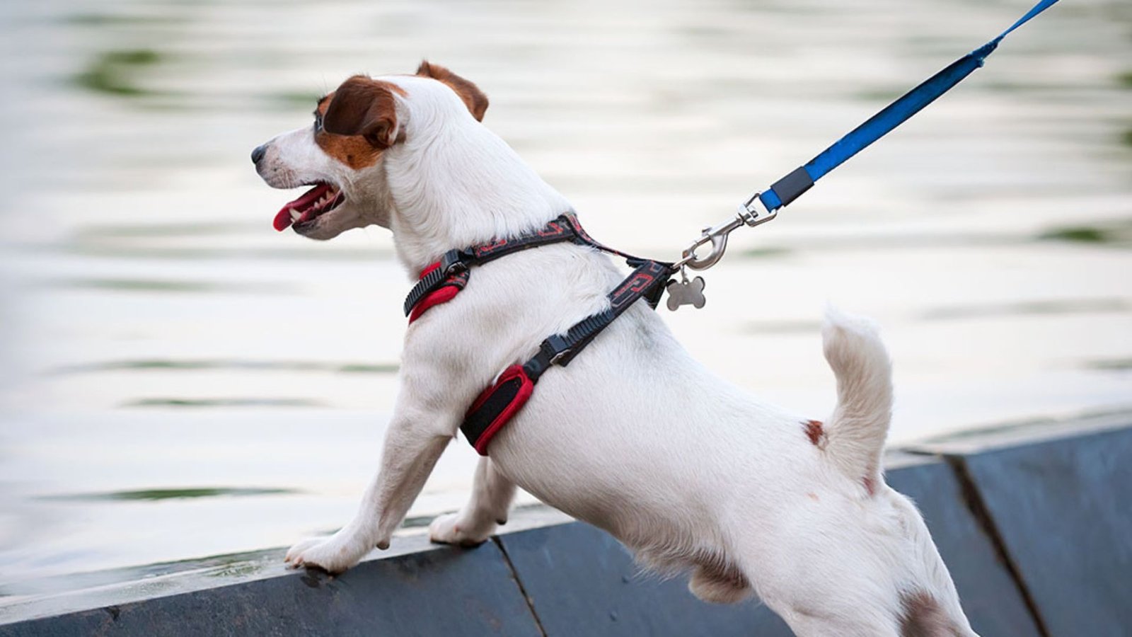 The Benefits of Dog Harnesses vs. Collars